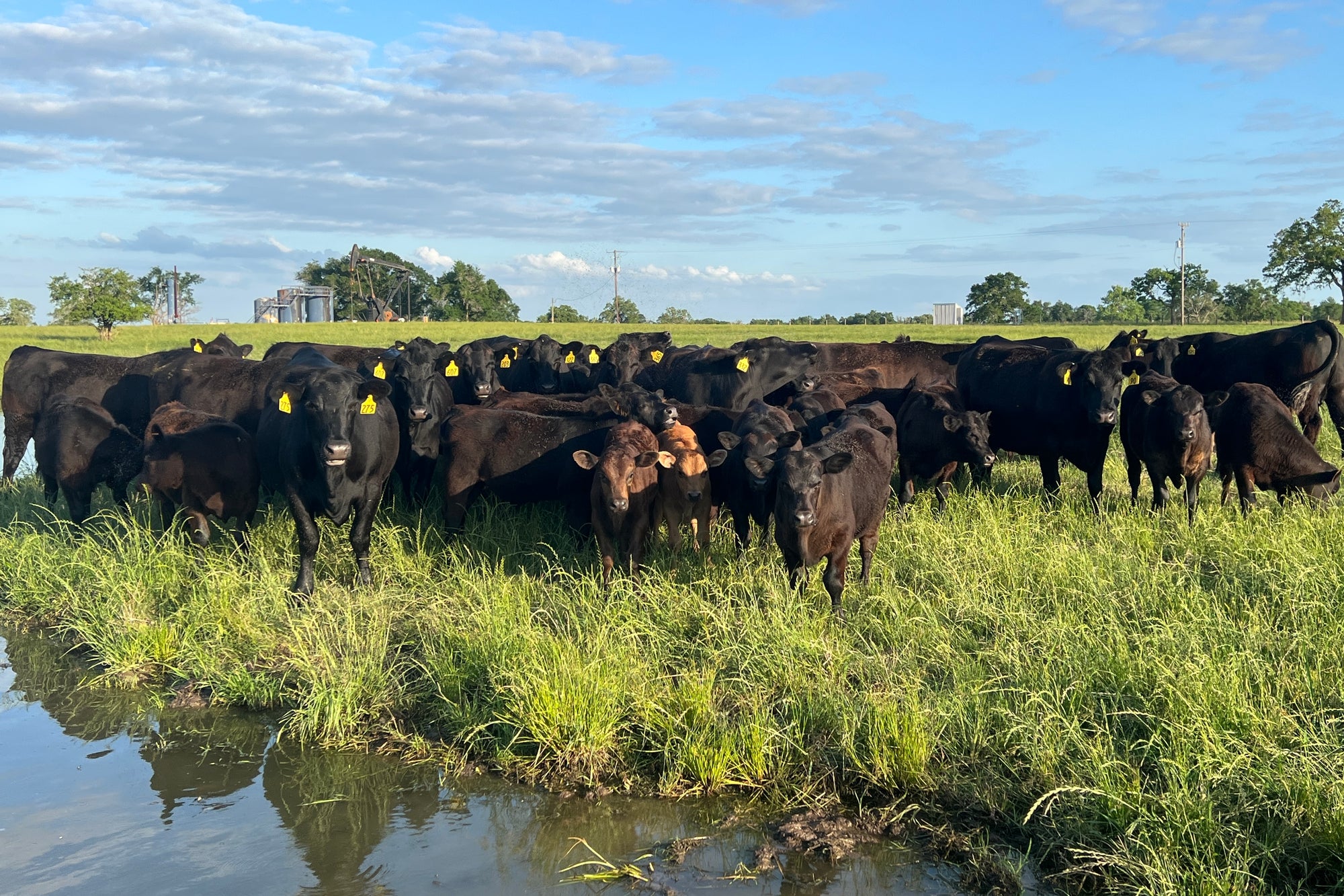 Blue Silo Farms – Blue Silo Farms